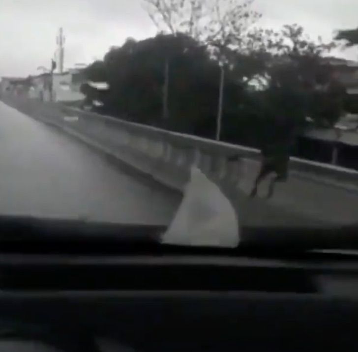 Perrito fue abandonado por su dueño y desesperado se lanza de un puente