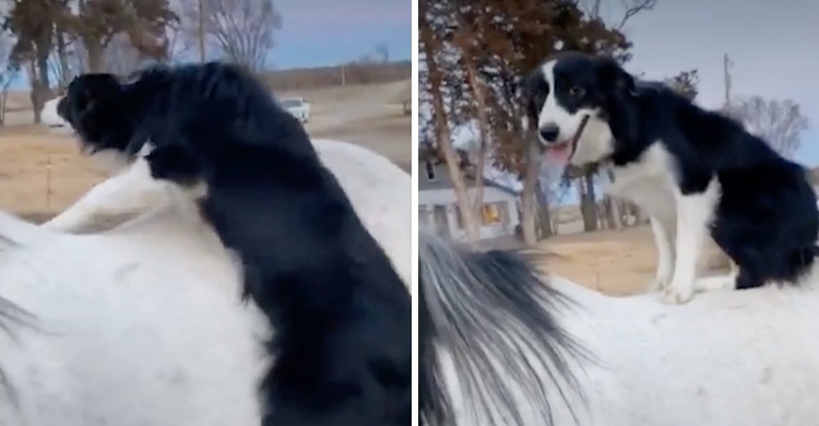Ágil perrito subió al lomo de un caballo para poder disfrutar un paseo