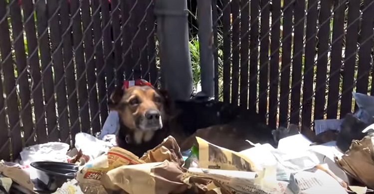 Rescatistas sacan a un perro de un gran montón de basura y le dan una ...