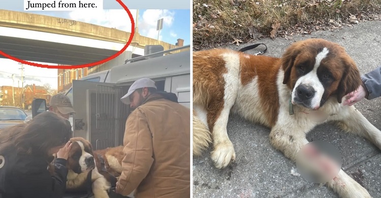 Perro sobrevive a una caída de un puente elevado a 6 metros de altura