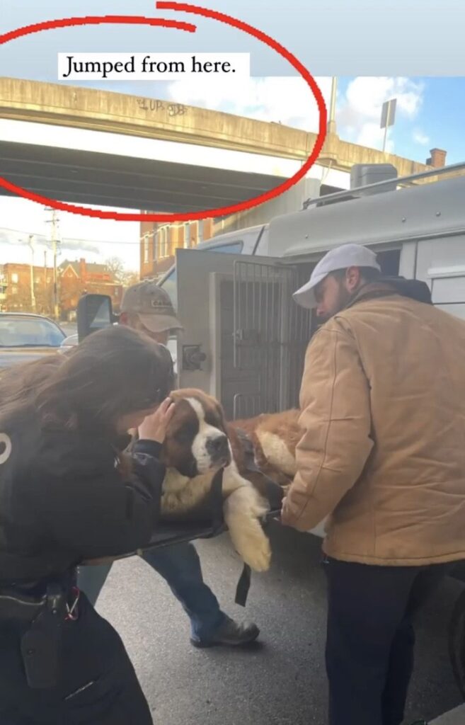 Perro sobrevive a una caída de un puente elevado a 6 metros de altura