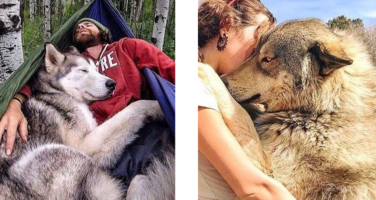 18 impresionantes perros lobo que harán que nos den ganas de tener uno