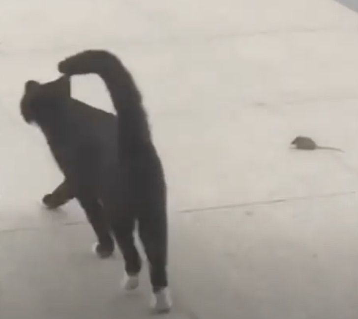 Un ratón se hace mejor amigo de un gato y hasta se acurrucan juntos